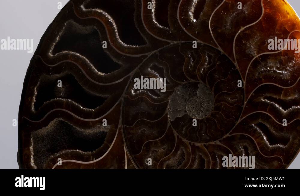 Ammonite fossil specimen Stock Videos & Footage - HD and 4K Video Clips ...
