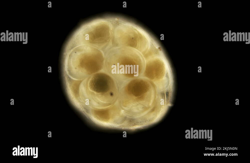 eggs of the cochlea under the microscope Stock Video Footage - Alamy