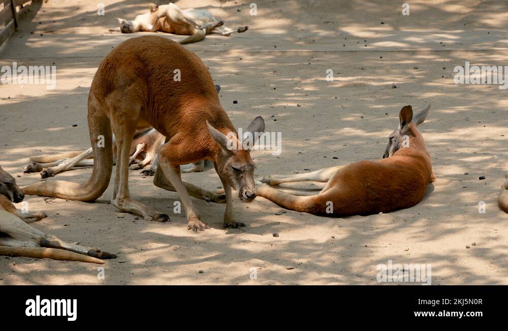 Kangaroo kangaroos in the city Stock Videos & Footage - HD and 4K Video ...