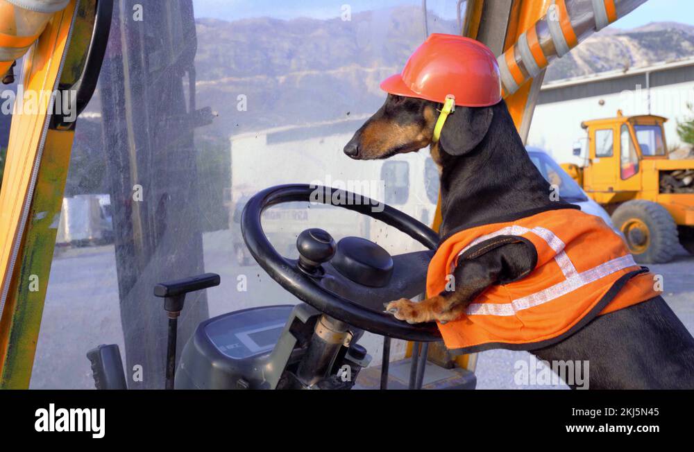 dog in orange construction vest and helmet sits in the cockpit of the ...