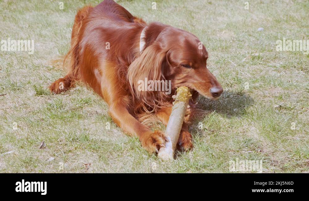 dog gnaws wooden stick sharpening canine teeth when lying on lawn Stock ...
