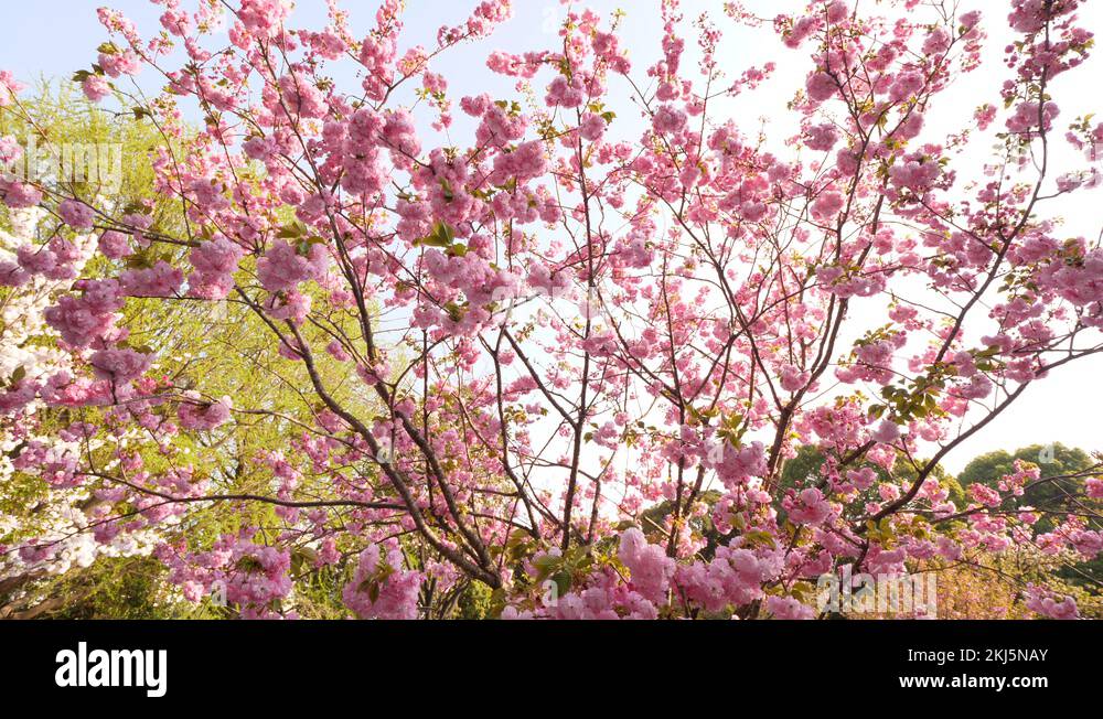 Lush crown of cherry tree Stock Videos & Footage - HD and 4K Video ...