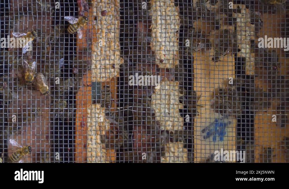 Active honey bee Stock Videos & Footage - HD and 4K Video Clips - Alamy