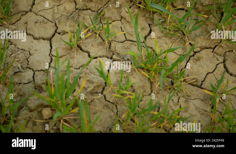 Drought dry field land wheat Triticum aestivum, drying up soil cracked ...