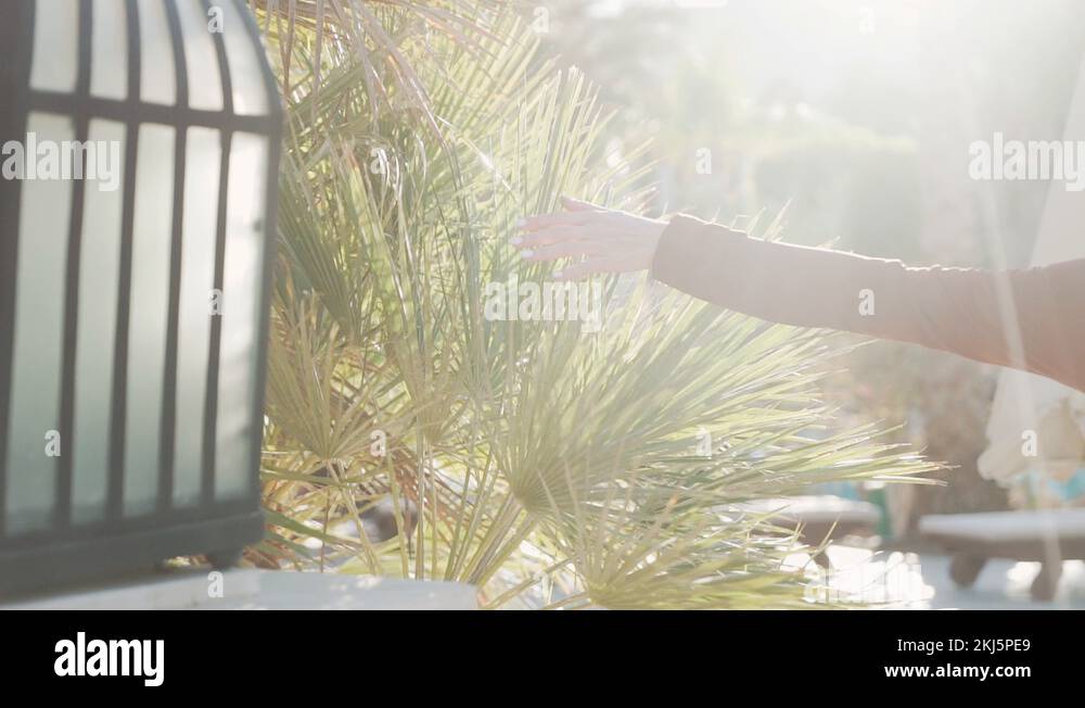 Pulm tree Stock Videos & Footage - HD and 4K Video Clips - Alamy