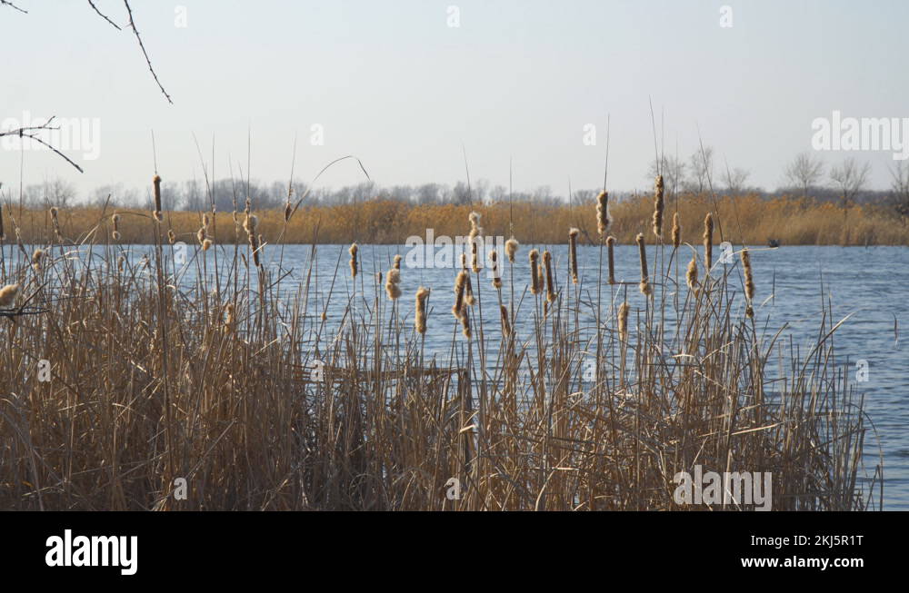 The buds of dry cattails sway in the wind against the blue water of the ...