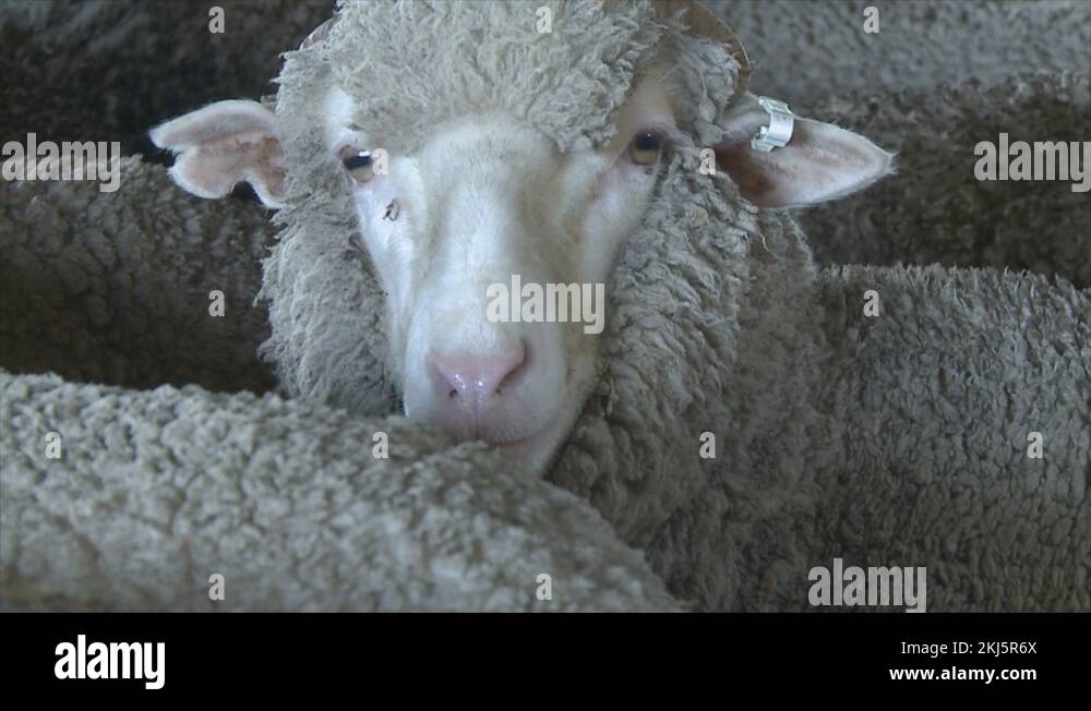 Grey sheep Stock Videos & Footage - HD and 4K Video Clips - Alamy