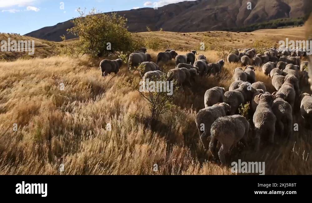 Helicopter muster Stock Videos & Footage - HD and 4K Video Clips - Alamy