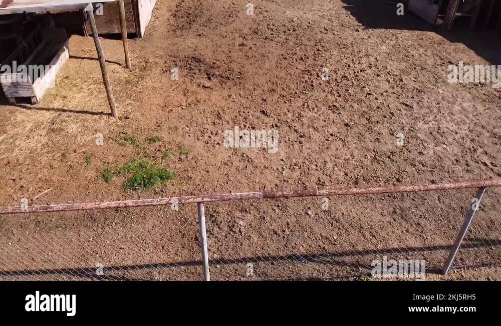 Animal pens Stock Videos & Footage - HD and 4K Video Clips - Alamy