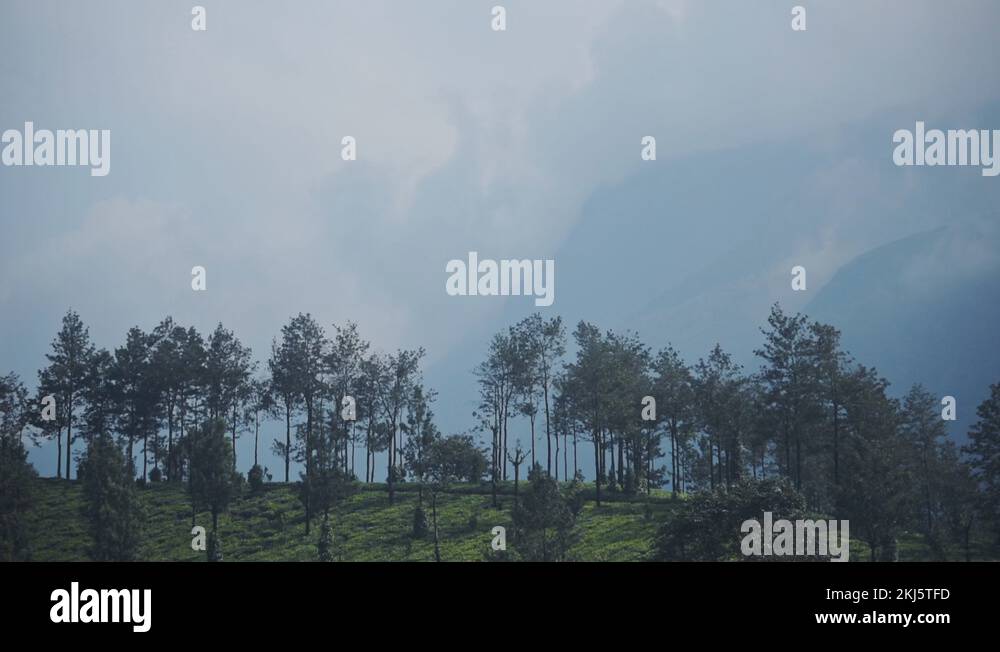 Time lapse of fog moving through tea plantations, in Munnar, Kerala ...