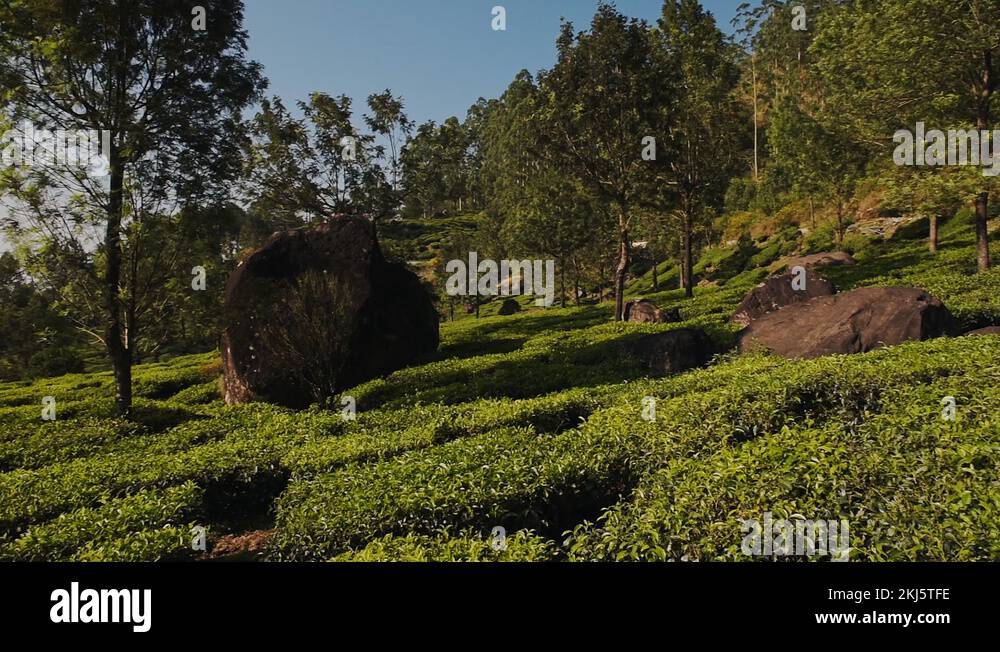 India munnar slope Stock Videos & Footage - HD and 4K Video Clips - Alamy