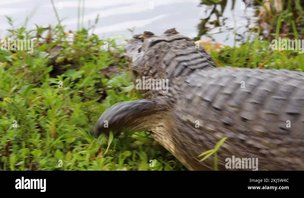 Three meters Stock Videos & Footage - HD and 4K Video Clips - Alamy
