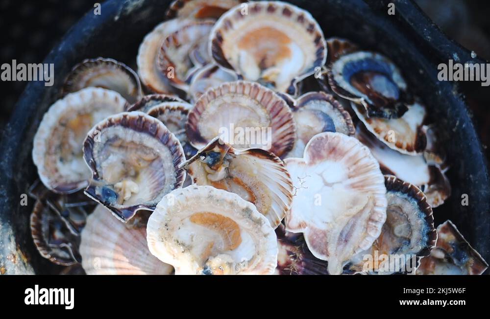Scallop shells Stock Videos & Footage - HD and 4K Video Clips - Alamy