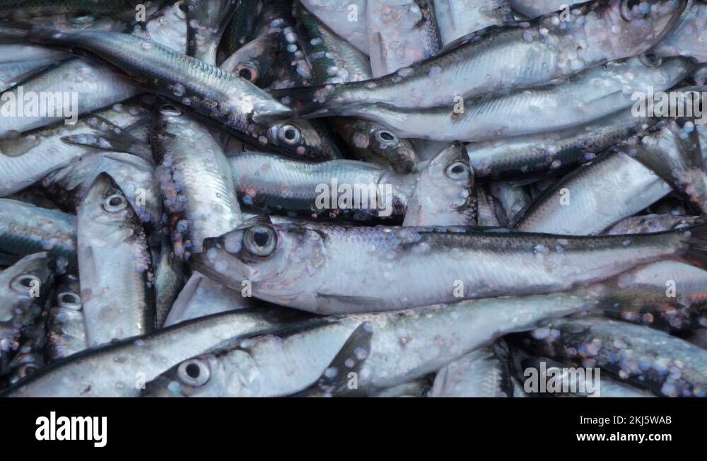 Latvian fish Stock Videos & Footage - HD and 4K Video Clips - Alamy