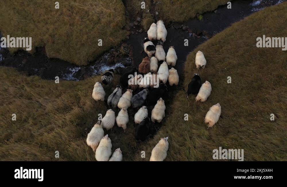 Lamb. A flock of sheep runs across the field. Icelandic sheep. Sunset ...