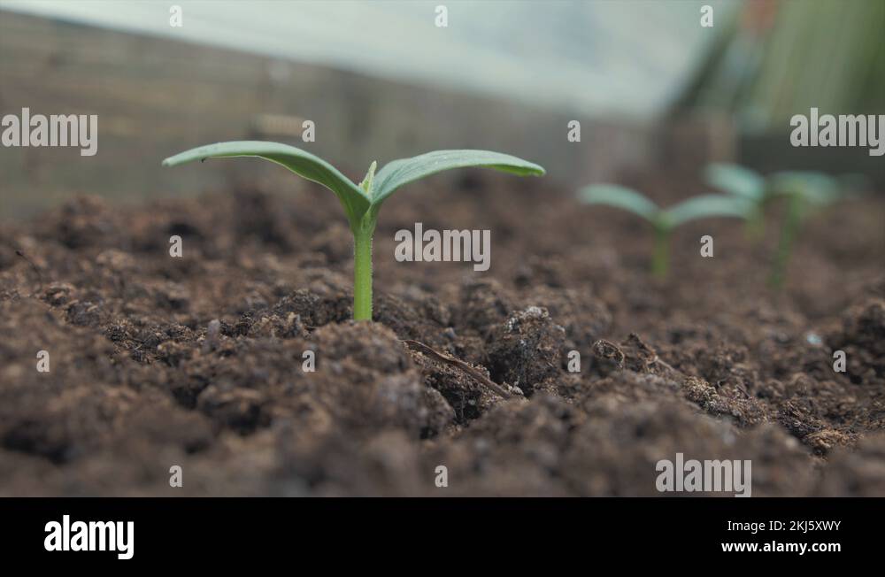 Soil germination Stock Videos & Footage - HD and 4K Video Clips - Alamy