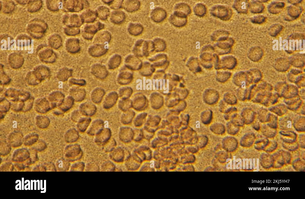 Magnification 600x moving of red blood cells and white blood cells in ...