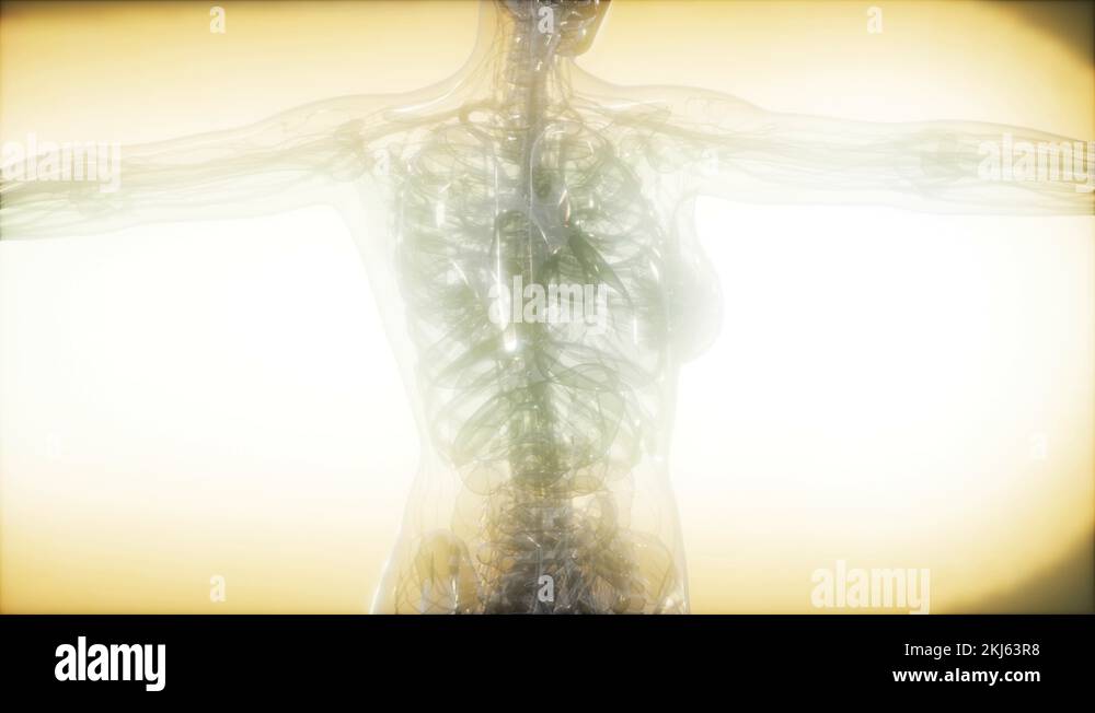 X ray image body Stock Videos & Footage - HD and 4K Video Clips - Alamy