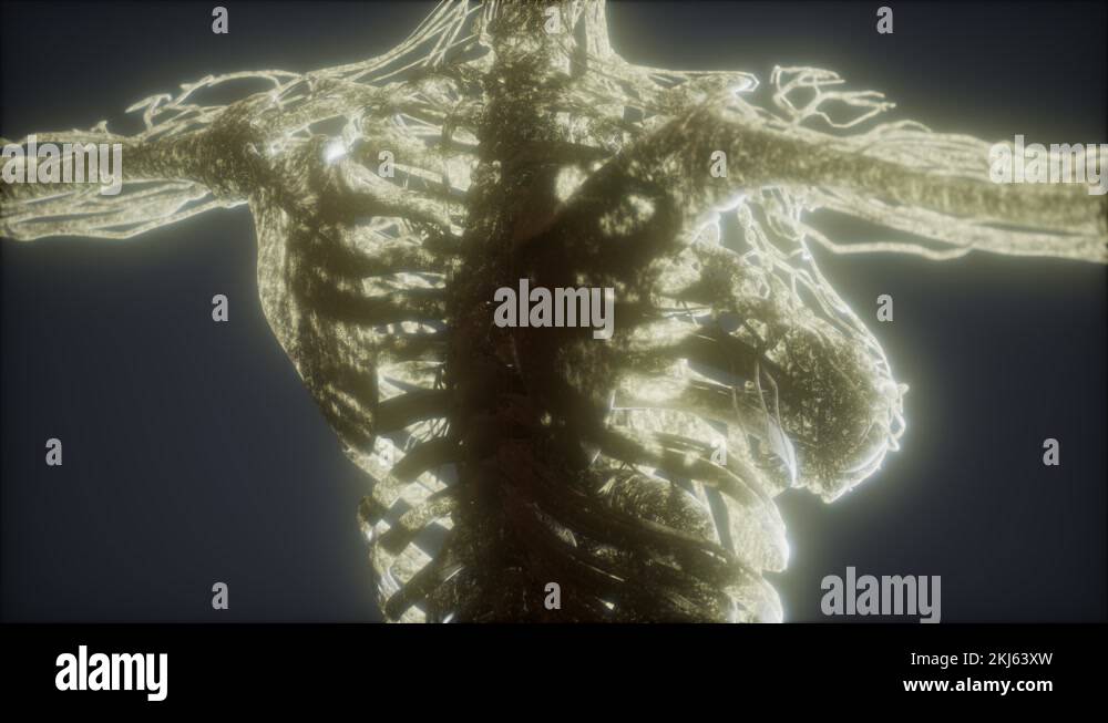 Colorful Human Body animation showing bones and organs Stock Video ...