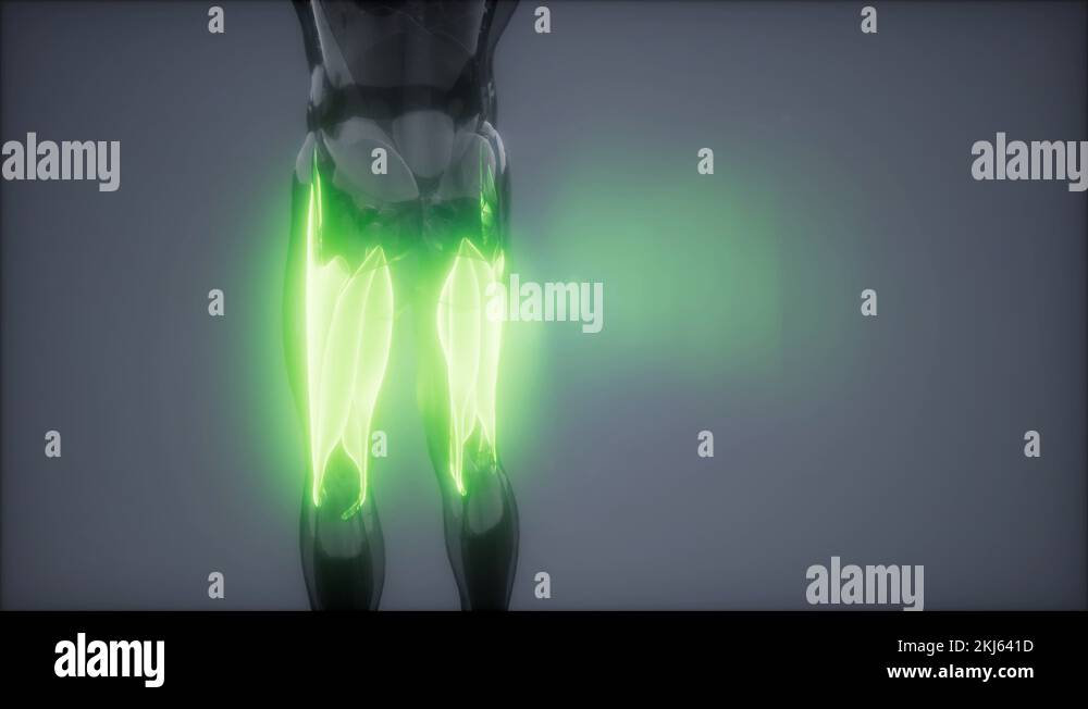 thigh muscles - Visible muscle anatomy map Stock Video Footage - Alamy