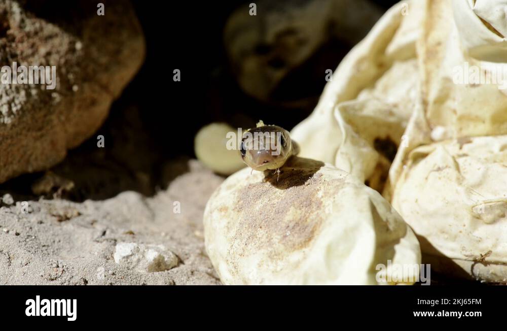 A Cape cobra, just hatched slithers away behind oval snake eggs, close ...