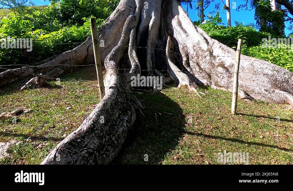 Puerto Rico, Wide Shot of Ceiba Pentandra Big Tree Stock Video Footage ...