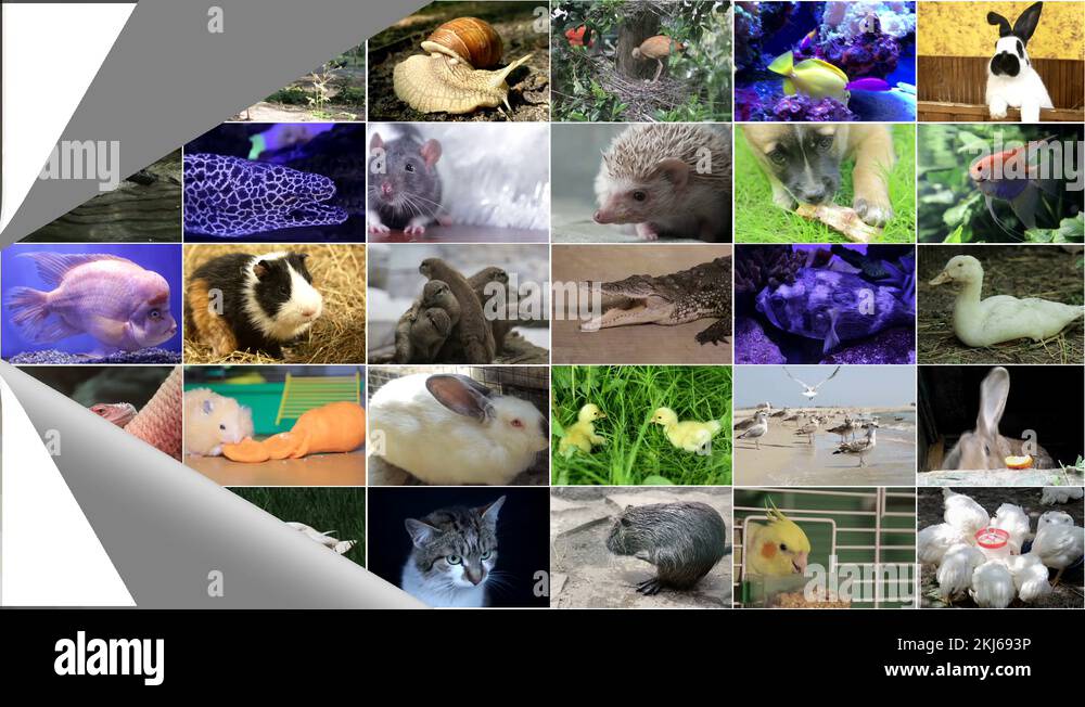 Video wall with screens Stock Videos & Footage - HD and 4K Video Clips ...