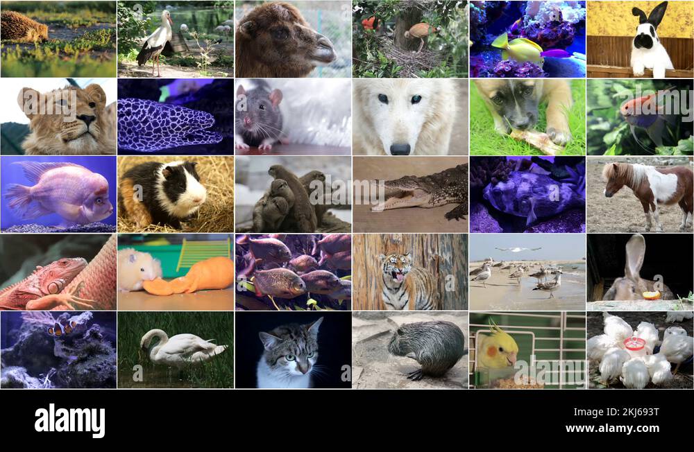 Flora and fauna.Video Collage of 99 animals, split screen for ...