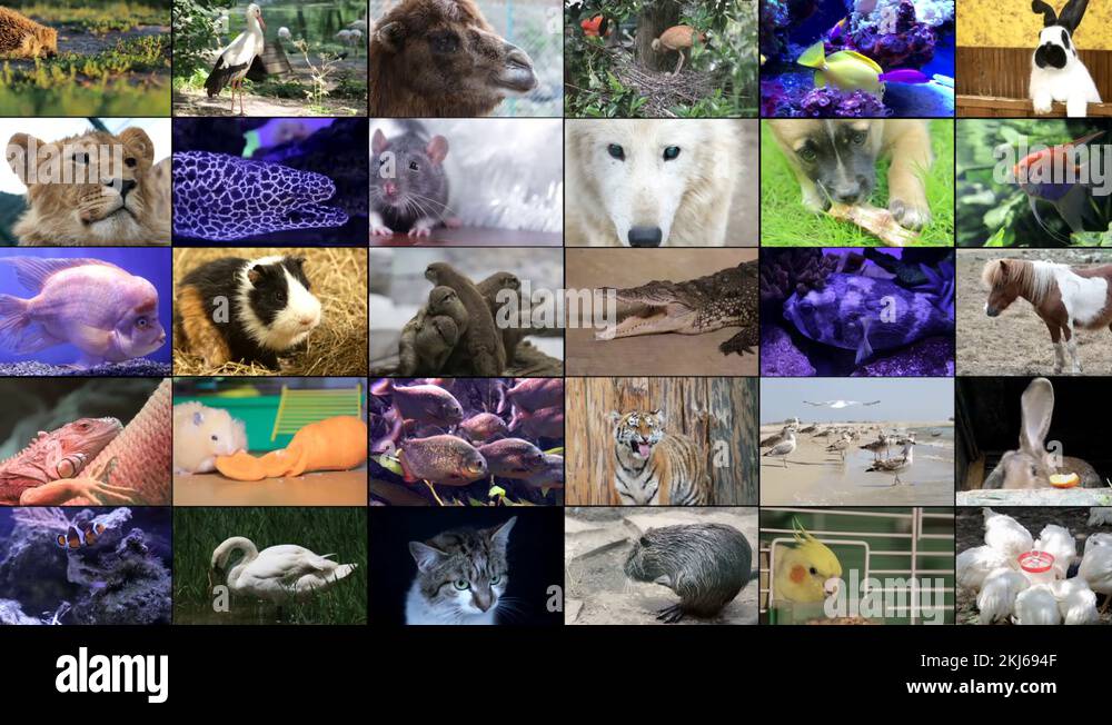 Animals on screens Stock Videos & Footage - HD and 4K Video Clips - Alamy