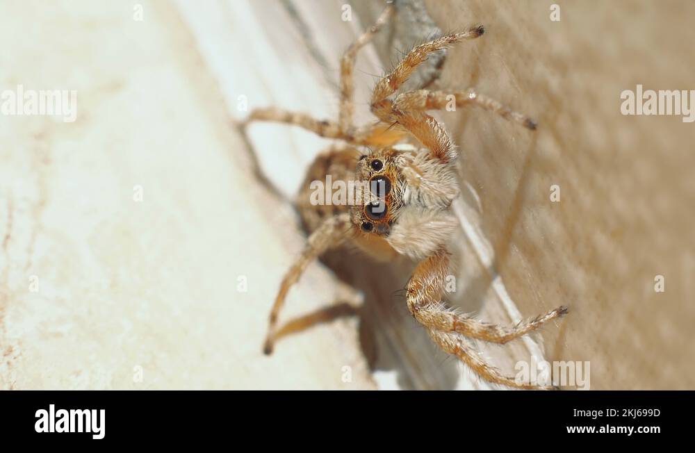 Frightening spider Stock Videos & Footage - HD and 4K Video Clips - Alamy