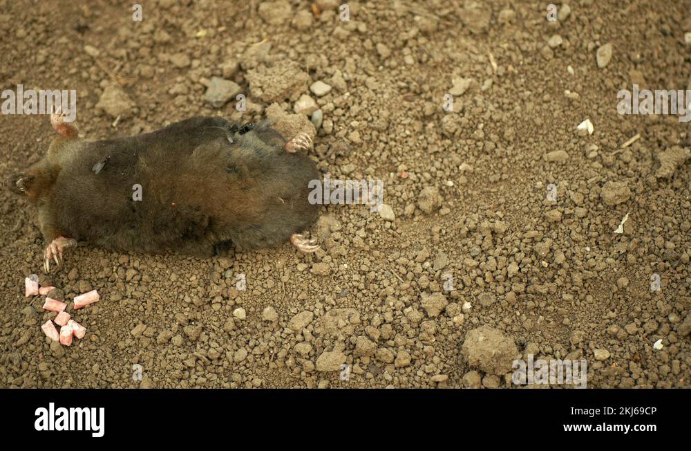 Agricultural poisoning Stock Videos & Footage - HD and 4K Video Clips ...