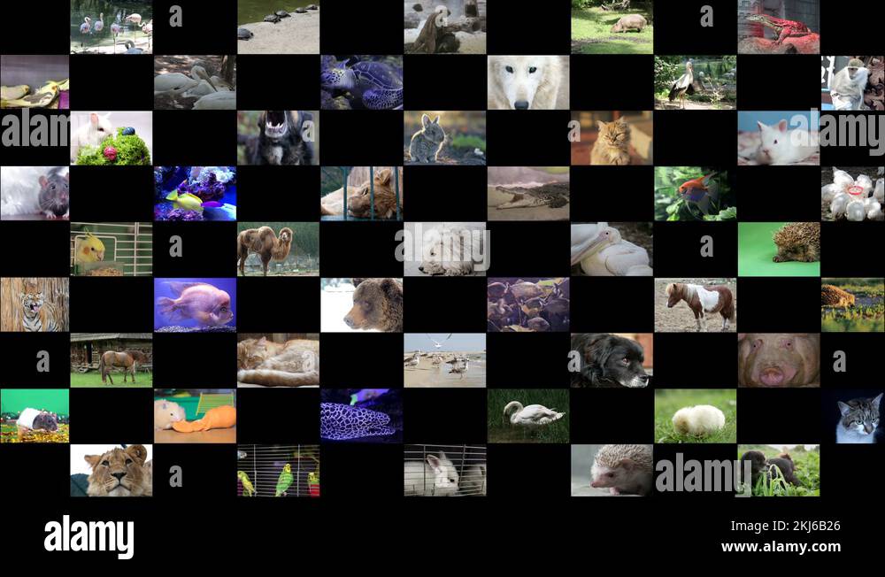 Flora and fauna.Video Collage of 99 animals, split screen for ...