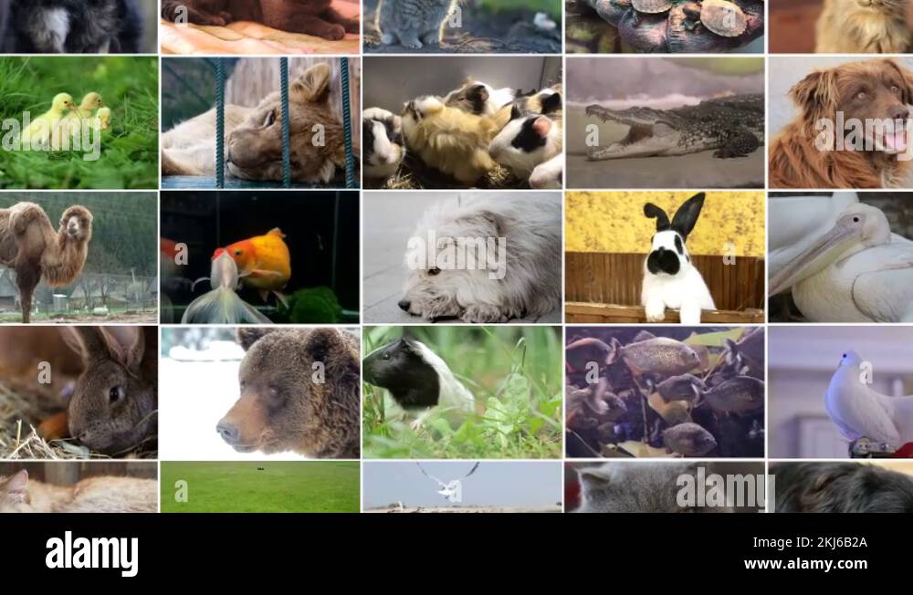 Endangered animals collage Stock Videos & Footage - HD and 4K Video ...