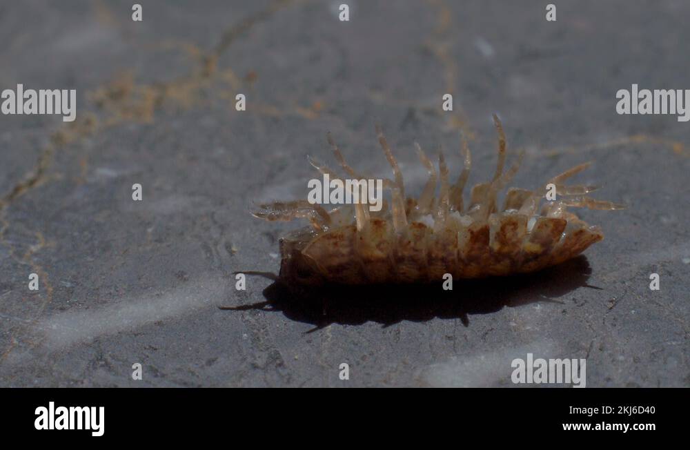 Roll up bug Stock Videos & Footage - HD and 4K Video Clips - Alamy