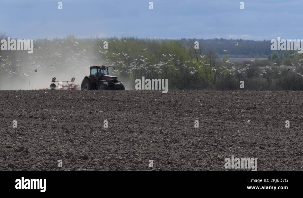 Farmer on Tractor Plowing Dusty Arid Soil. Farm Car Followed by Flock ...