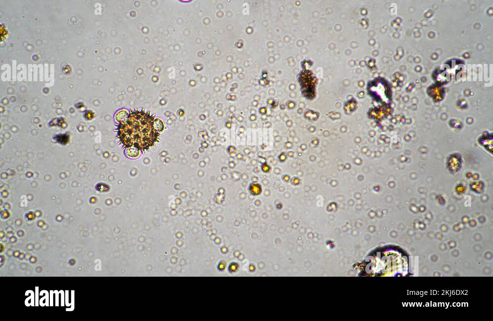 Pollen cell Stock Videos & Footage - HD and 4K Video Clips - Alamy