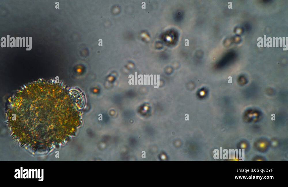 Pollen cells Stock Videos & Footage - HD and 4K Video Clips - Alamy