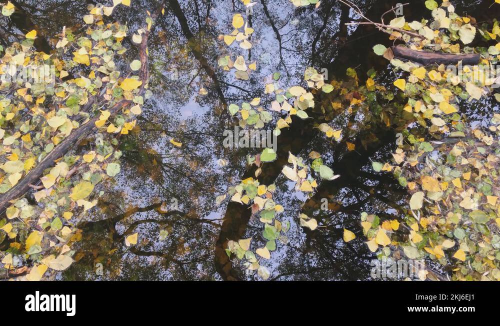 Dead tree leaves Stock Videos & Footage - HD and 4K Video Clips - Alamy