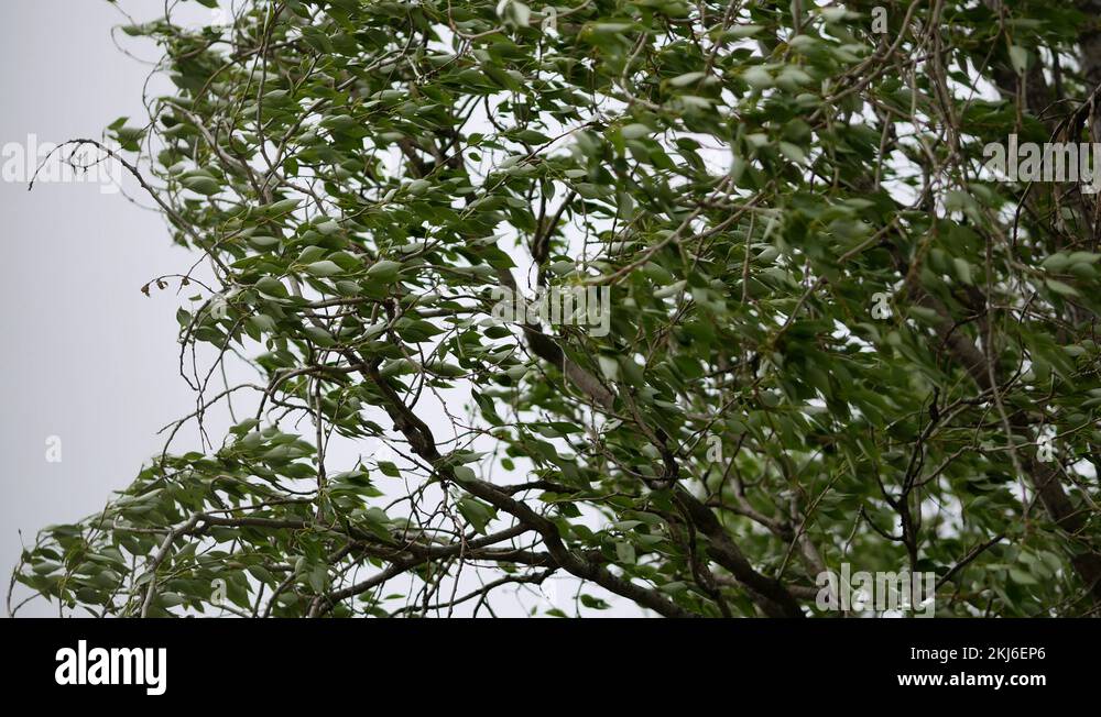 The crown of a tree sways in a strong wind. The leaves tremble under ...