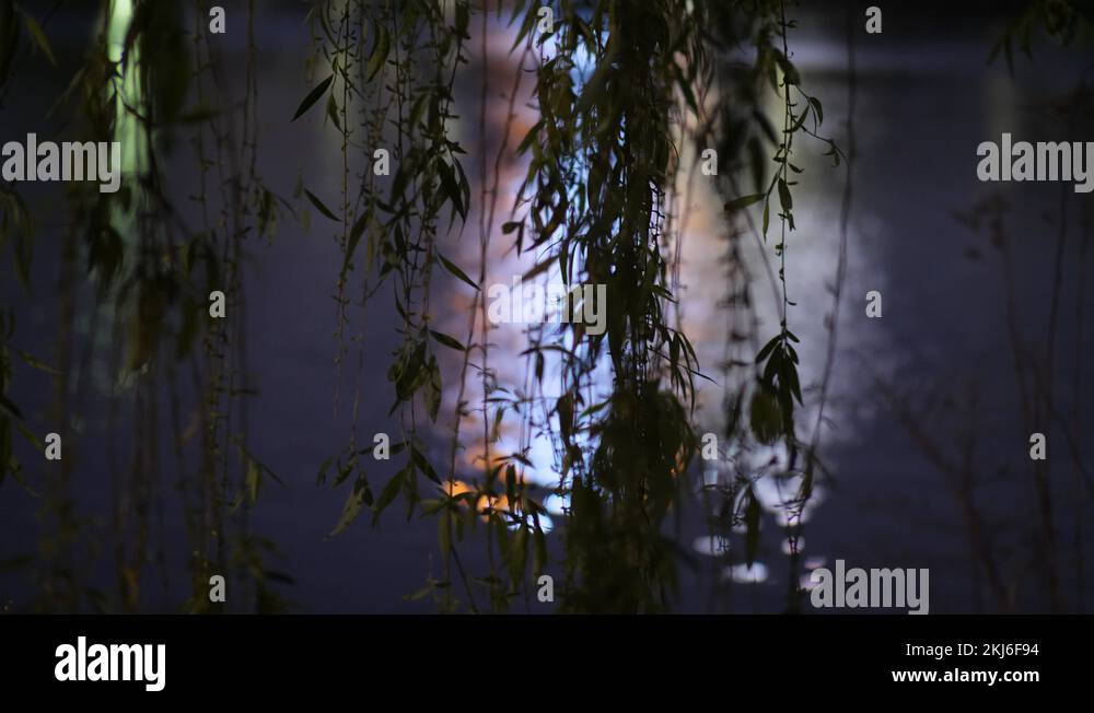 Weeping willow trees salix babylonica Stock Videos & Footage - HD and ...