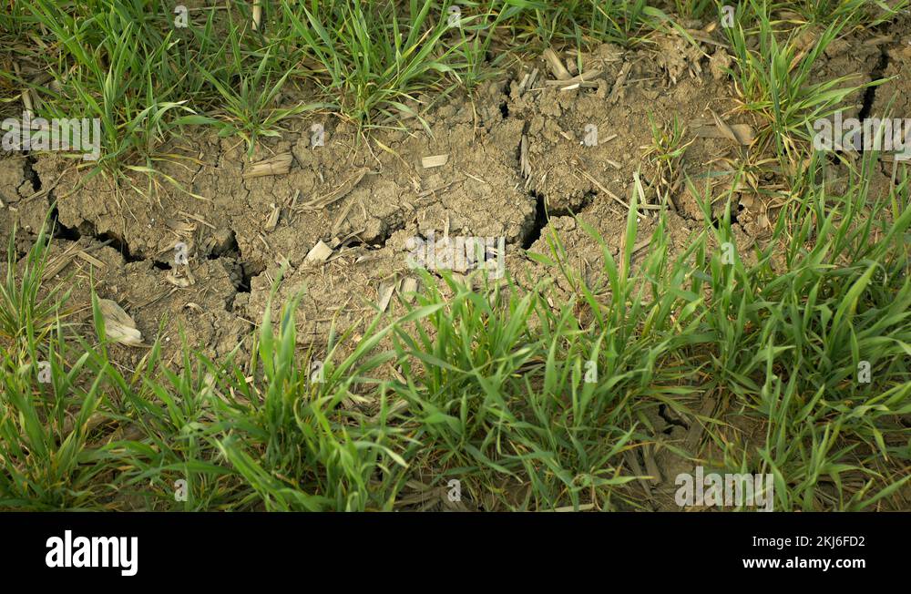 Dry climate animals Stock Videos & Footage - HD and 4K Video Clips - Alamy