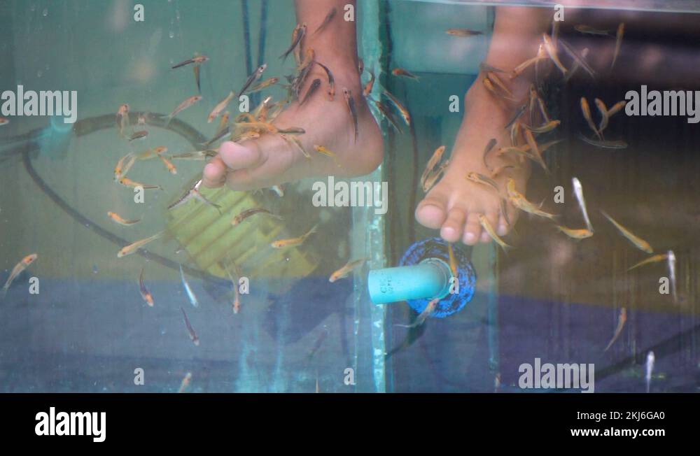 Fish foot cleansing Stock Videos & Footage - HD and 4K Video Clips - Alamy