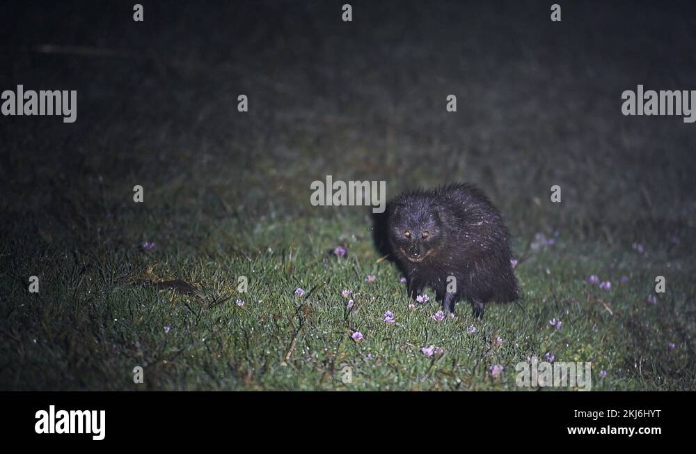 Extremely rare wildlife, a Melanistic Genet Cat (Genetta Genetta) seen ...