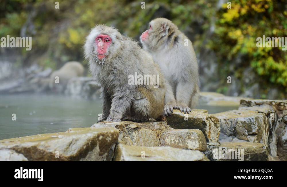 Troop of Japanese snow monkeys / macaques sitting on a stone near a hot ...