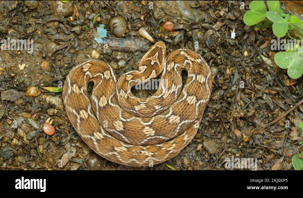 Saw scaled viper Stock Videos & Footage - HD and 4K Video Clips - Alamy