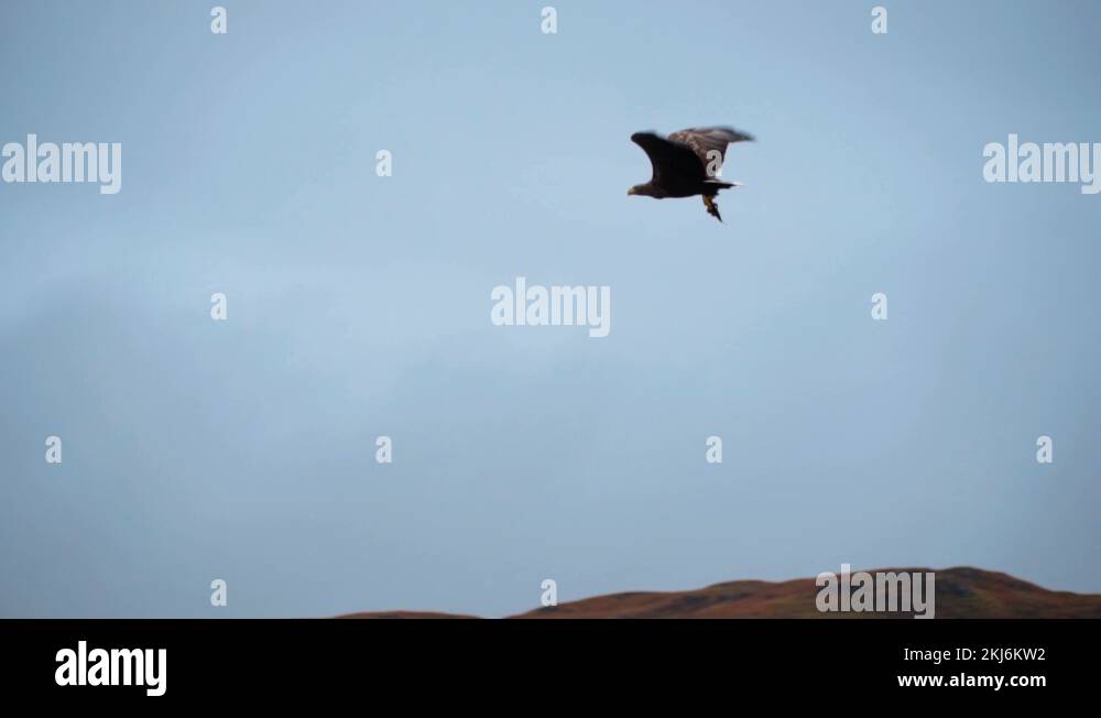 White-tailed eagle flying on the Isle of Mull in Scotland, UK, in slow ...