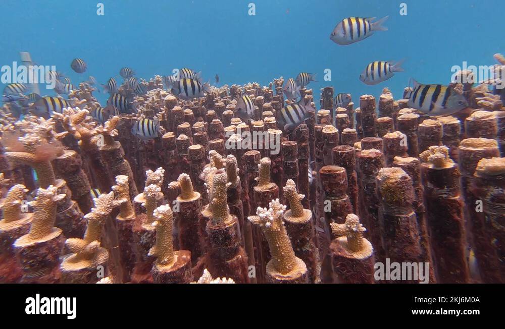 Fish restoration Stock Videos & Footage - HD and 4K Video Clips - Alamy