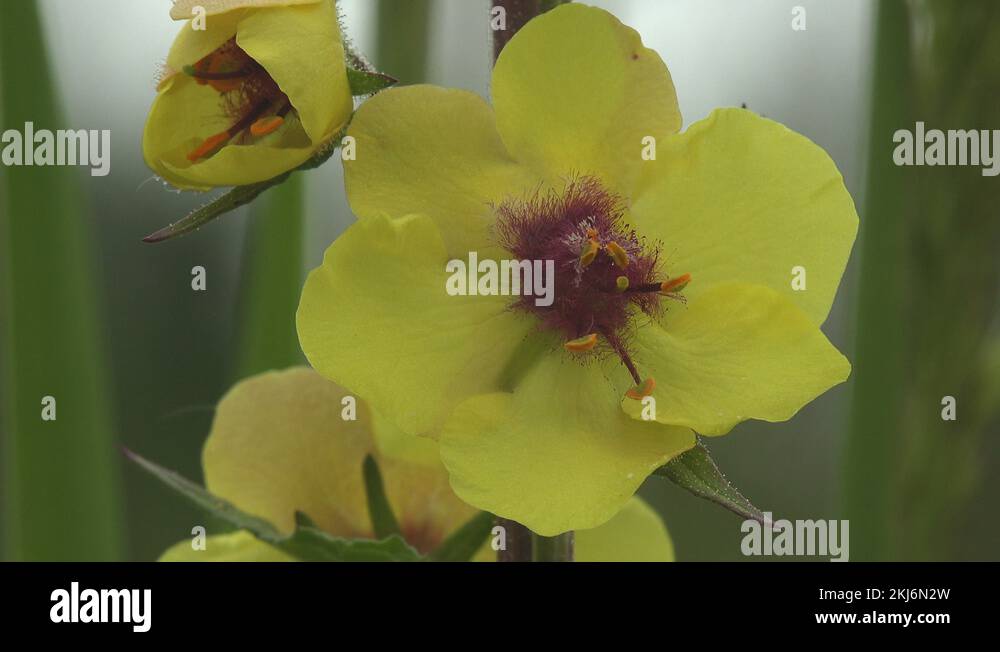 Six petal flower Stock Videos & Footage - HD and 4K Video Clips - Alamy