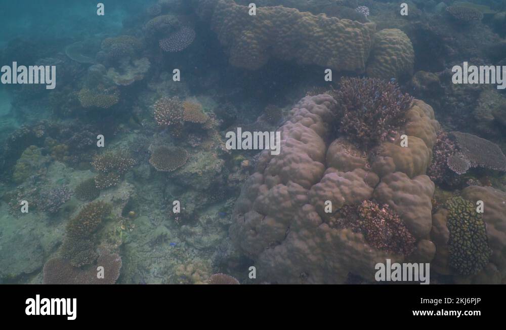 Ocean biodiversity Stock Videos & Footage - HD and 4K Video Clips - Alamy