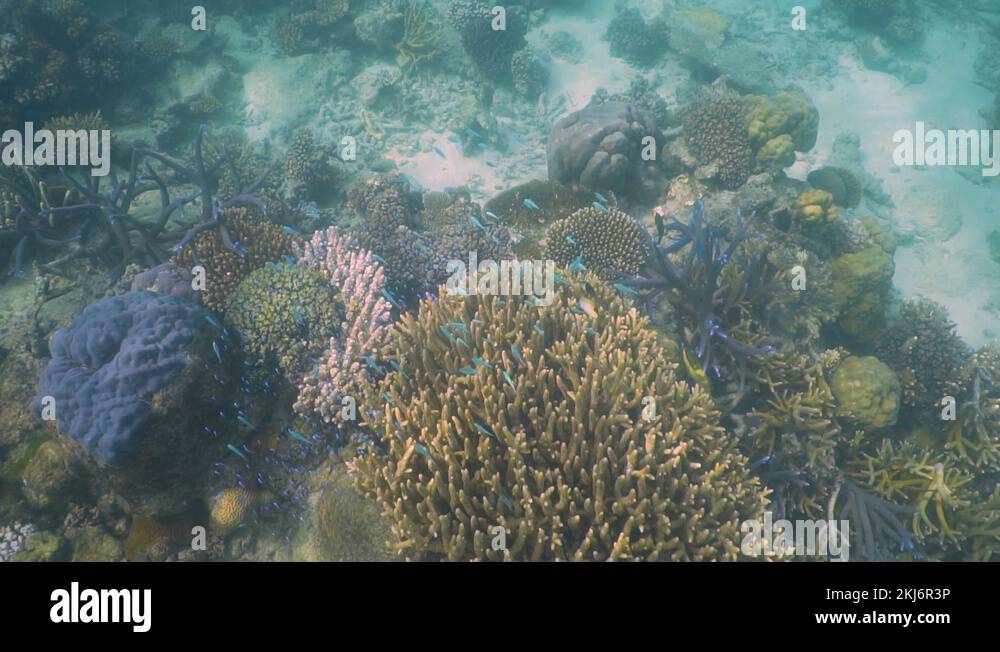 How do coral reefs get their color Stock Videos & Footage - HD and 4K ...